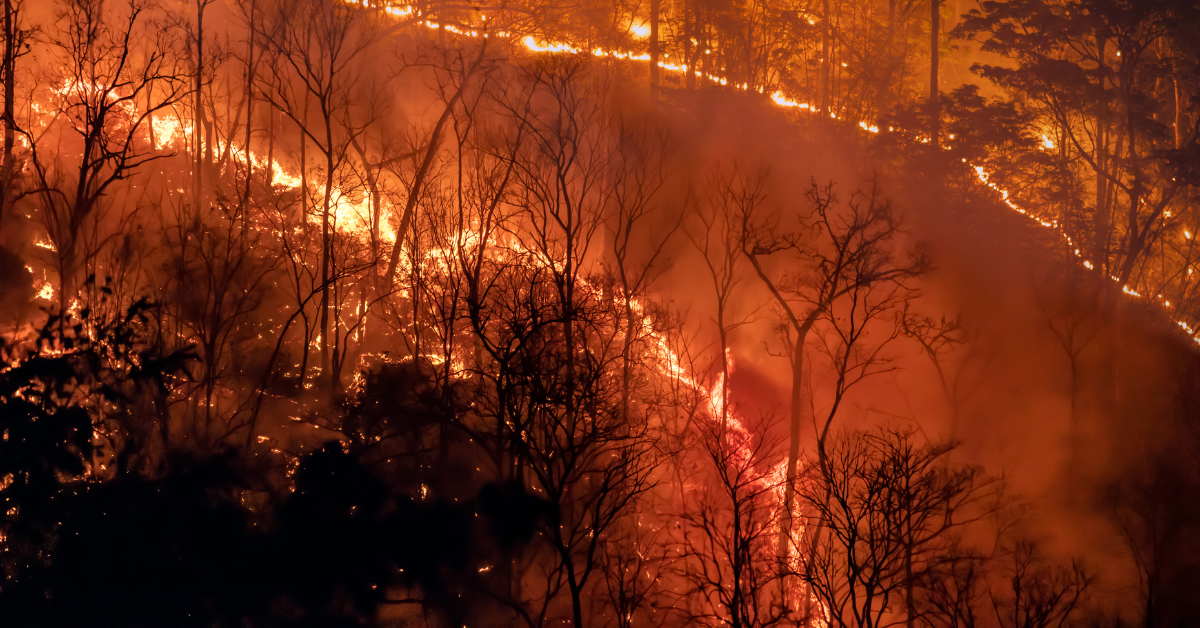 LA Wildfire Lawsuit Help | Details, Claims and News | Tosi Law LLC